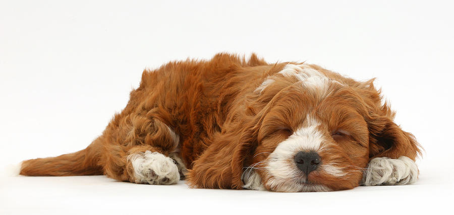 Cockapoo Puppy Sleeping Photograph by Mark Taylor - Fine Art America
