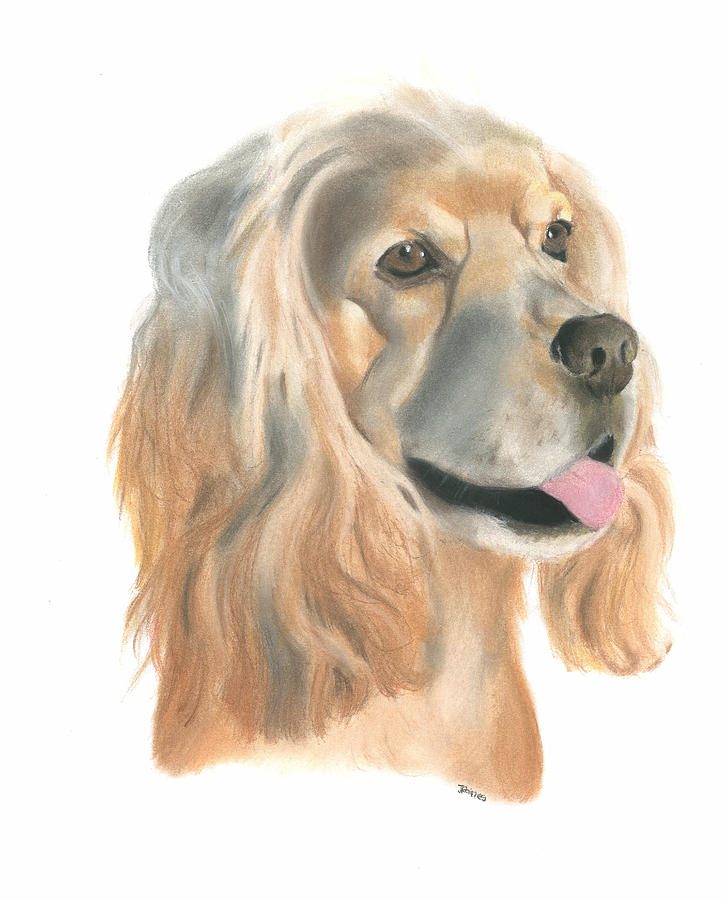 Cocker Spaniel Drawing by Jessica Raines - Fine Art America