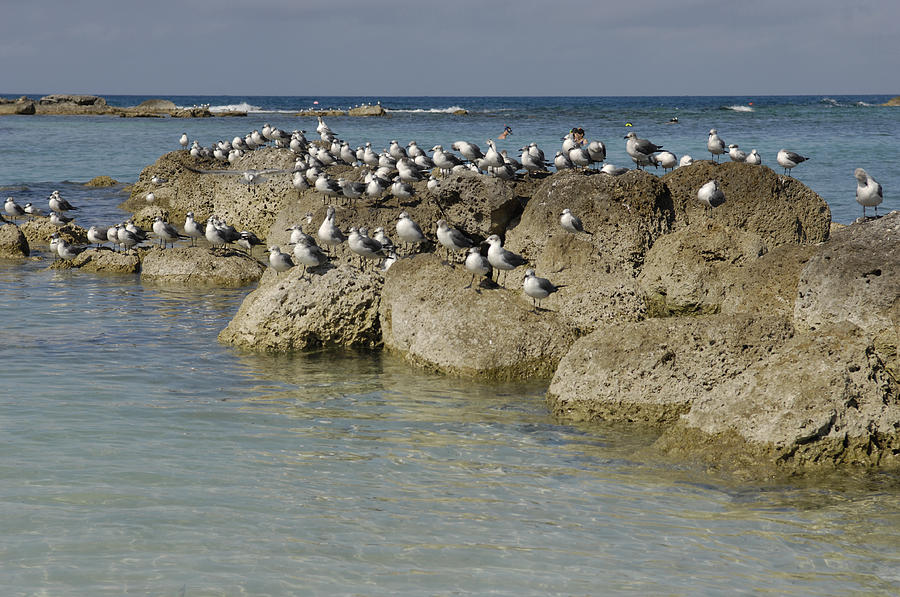 Cococay Photograph by Craig Dooley - Pixels