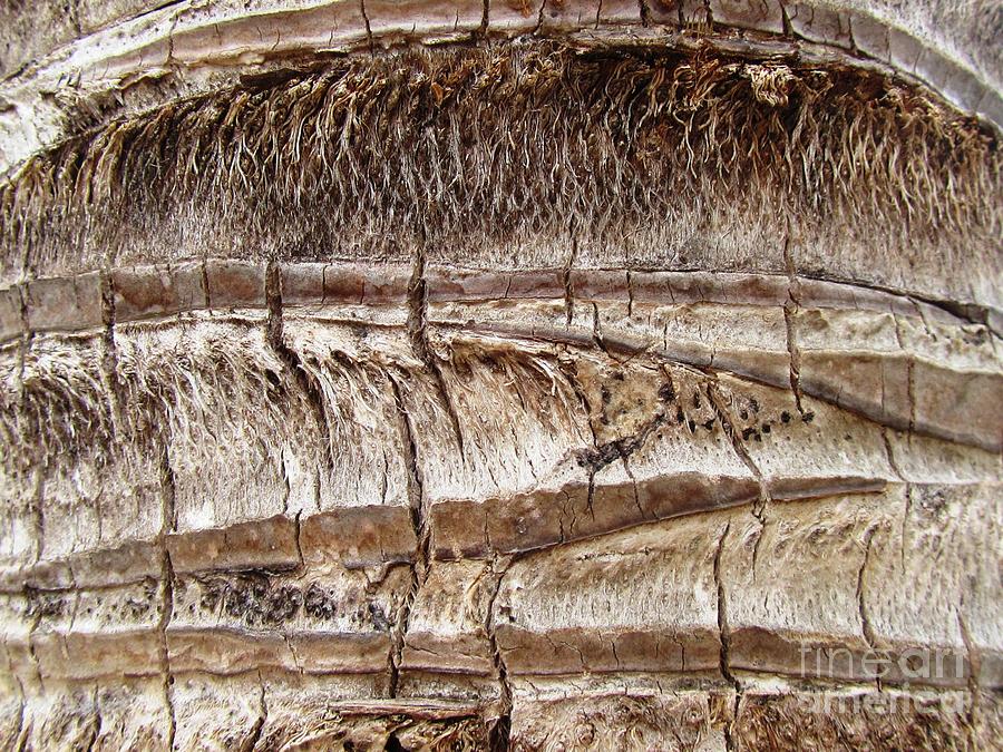 Coconut Texture Photograph by Ted Pollard - Fine Art America