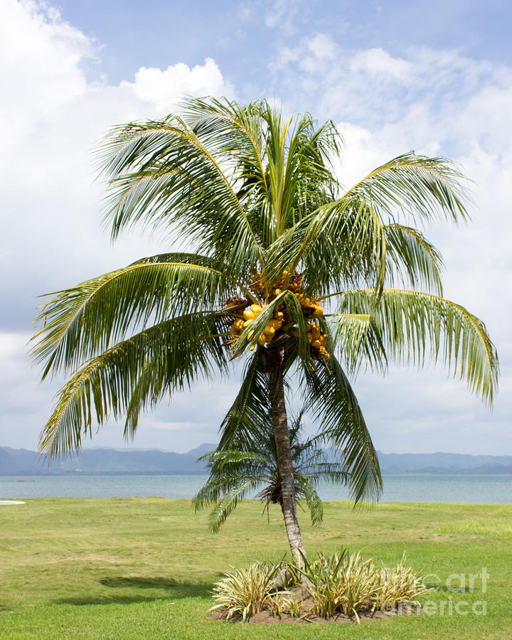 Coconut Tree Photograph by Ryan Ferguson - Fine Art America