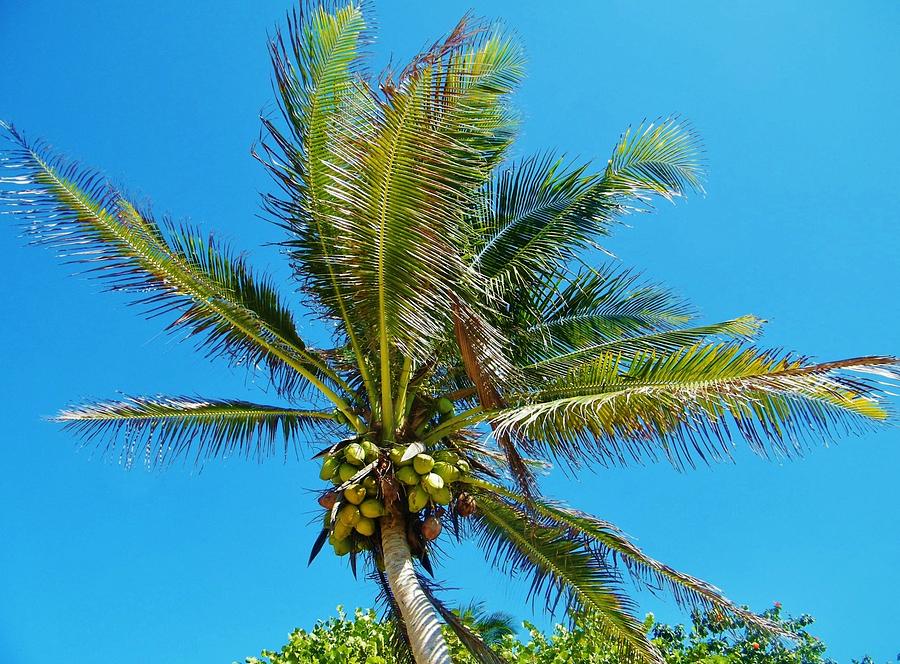Coconut Tree Photograph by Ted Duboise - Pixels