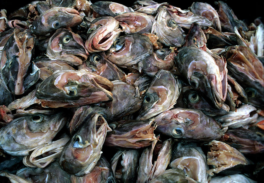 Cod Heads Photograph by Robert Brook/science Photo Library - Pixels