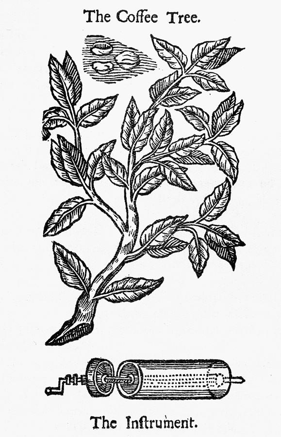 Coffee Tree, 1685 Painting by Granger - Fine Art America