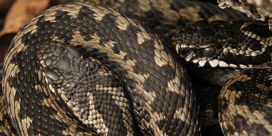 Coiled vipers Photograph by Jukka Palm | Fine Art America