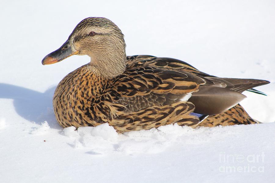 Cold Duck Photograph by Michael Paskvan - Fine Art America