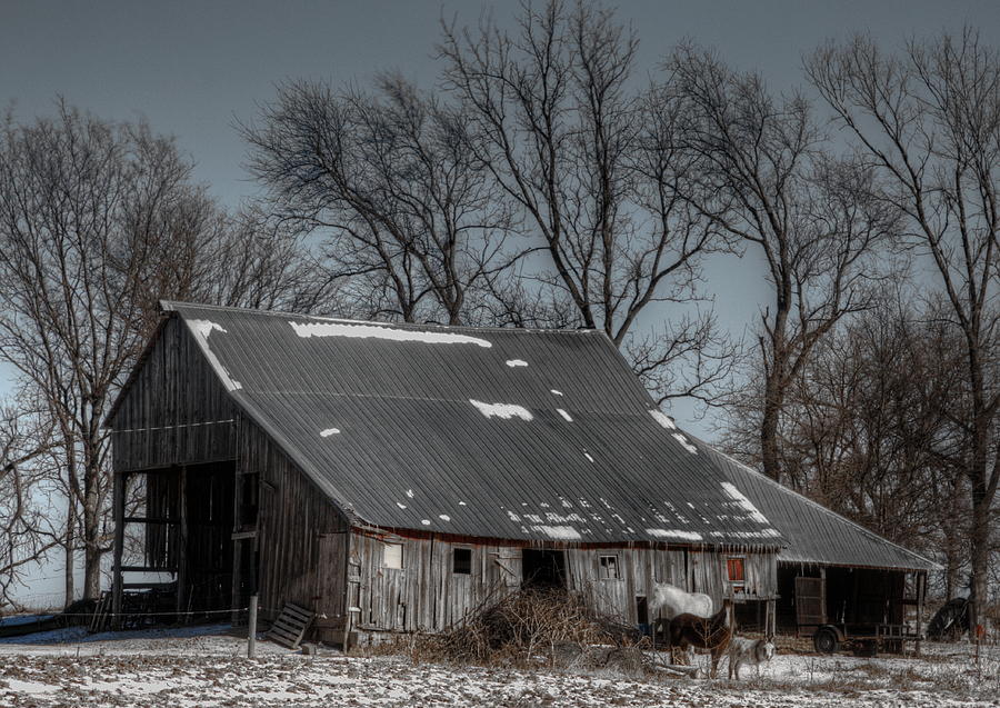 Cold Ponies Photograph by Mark Pearson | Fine Art America