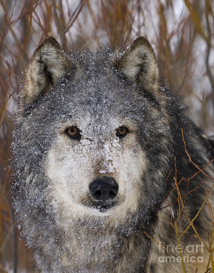 Cold Stare Photograph by Wildlife Fine Art - Pixels
