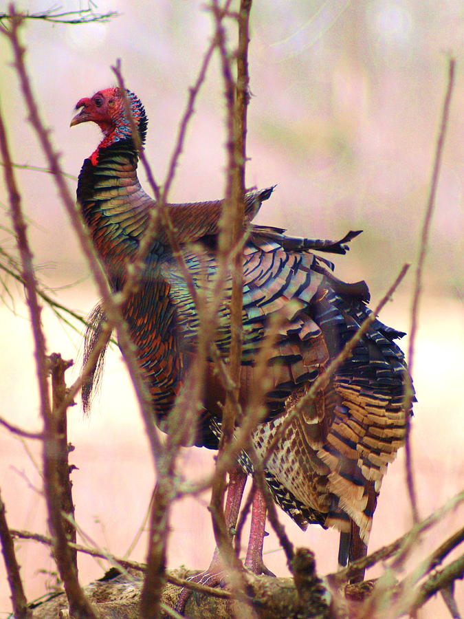 Cold Turkey Photograph by Mark Pearson - Fine Art America