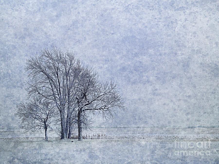 Coldness Photograph by Photography by Tiwago