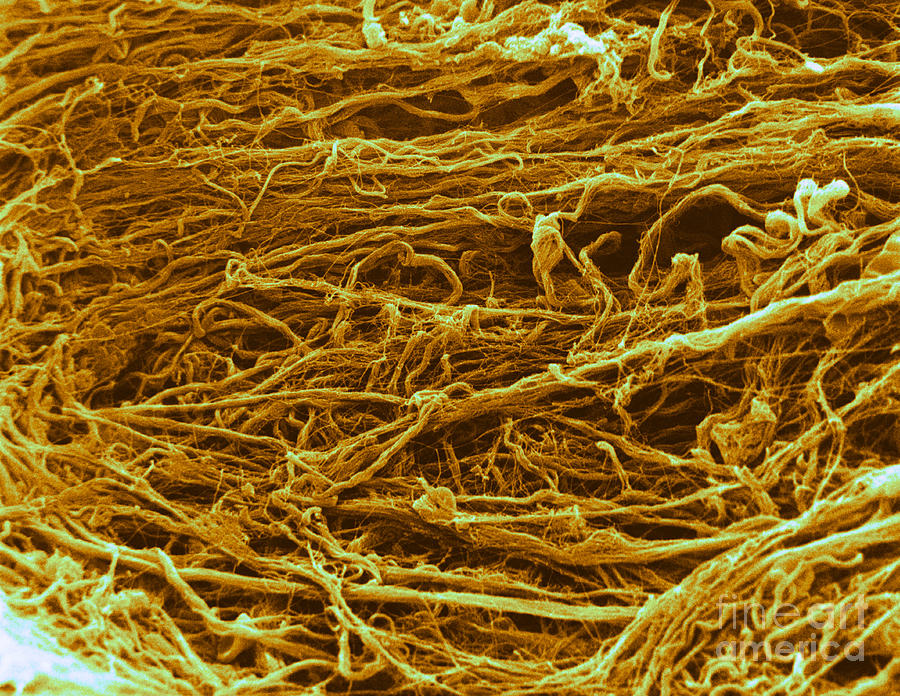 Collagen, Sem Photograph by David M. Phillips - Pixels
