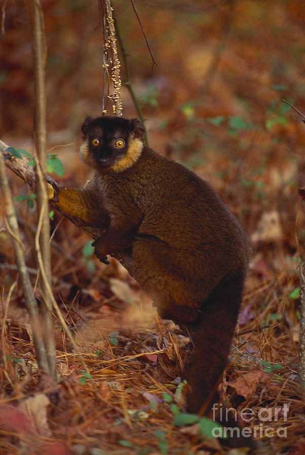 Collared Lemur Photograph by Art Wolfe - Fine Art America