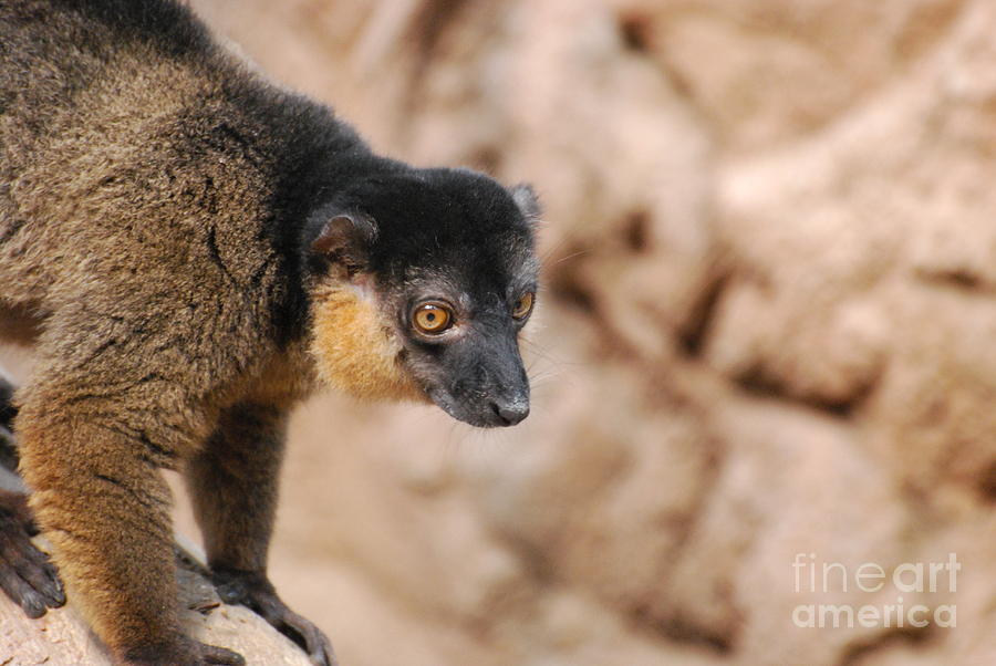 Collared Lemur Balancing Photograph by DejaVu Designs