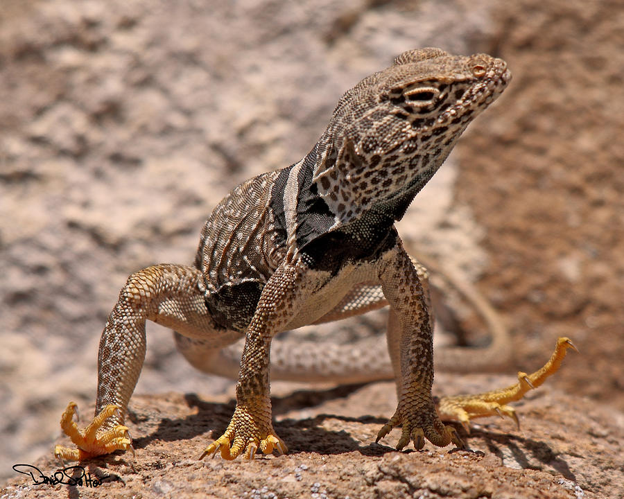 Collared Lizard Photograph by David Salter - Fine Art America