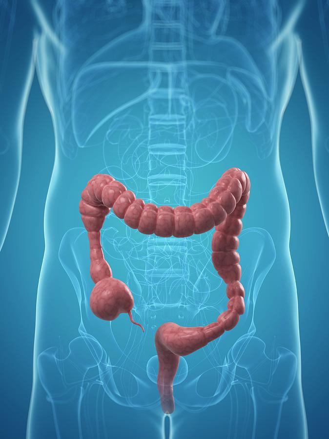Colon Spasms by Science Photo Library