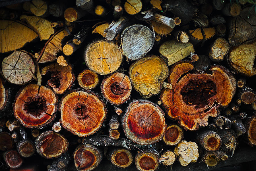 Color Logs Photograph by Stanislav Killer - Fine Art America