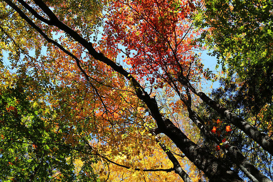 Color tree canopy Photograph by Reena Nemirovsky - Pixels