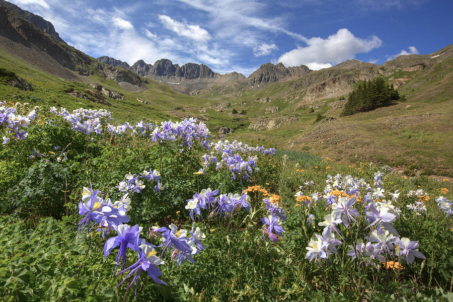 Colorado Wildflower Images - American Basin Columbine Photograph by Rob Greebon - Fine Art America