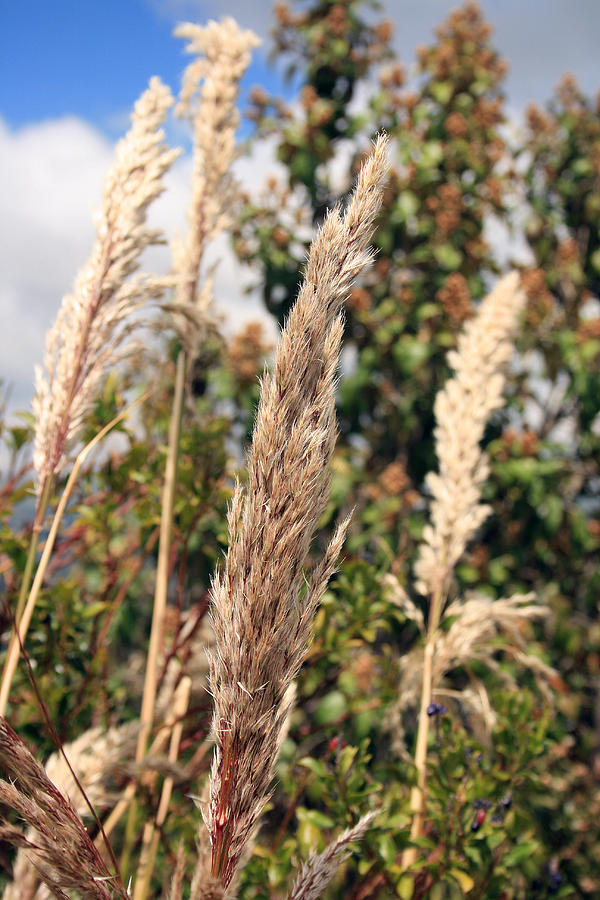 Colored Grass Photograph by Robert Hamm - Fine Art America