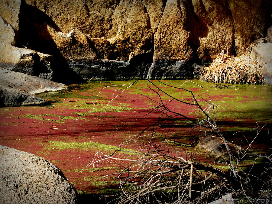 Colorful Algae Photograph by Aaron Burrows