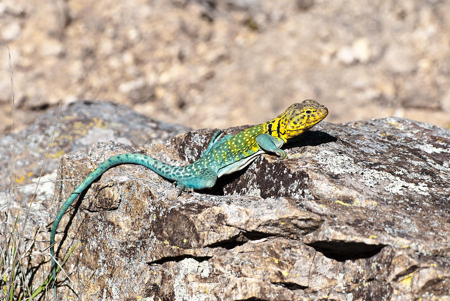 Colorful Collared Lizard Photograph by Derek Stratman - Fine Art America