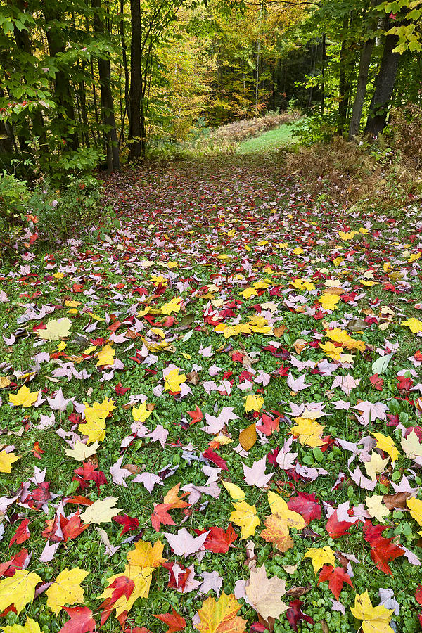 Colorful Path Photograph by Alan L Graham - Fine Art America