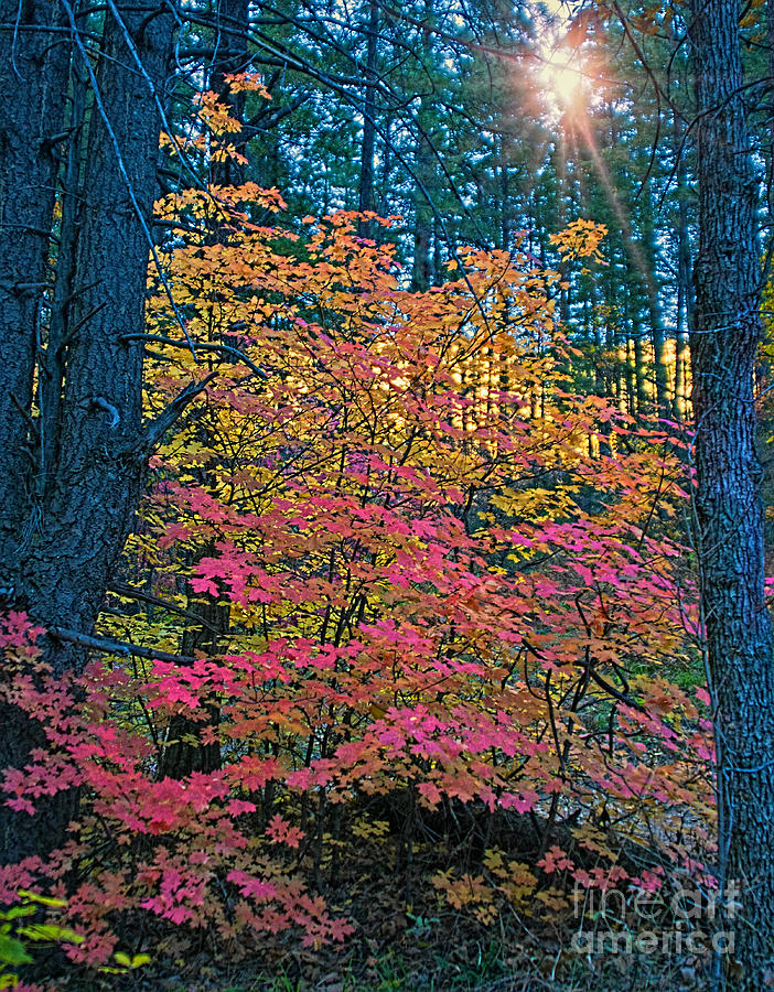 Colorful Rays Photograph by Brian Lambert - Pixels