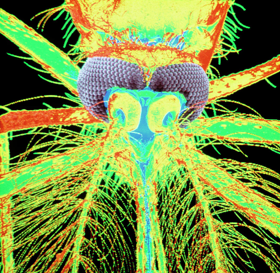 Coloured Sem Of Head Of Yellow Fever Mosquito Photograph by Dr Tony ...