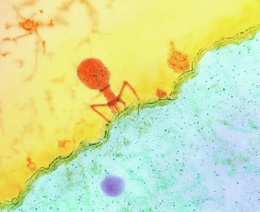 Coloured Tem Of T4 Bacteriophage Infecting E. Coli Photograph by Biozentrum, University Of Basel ...