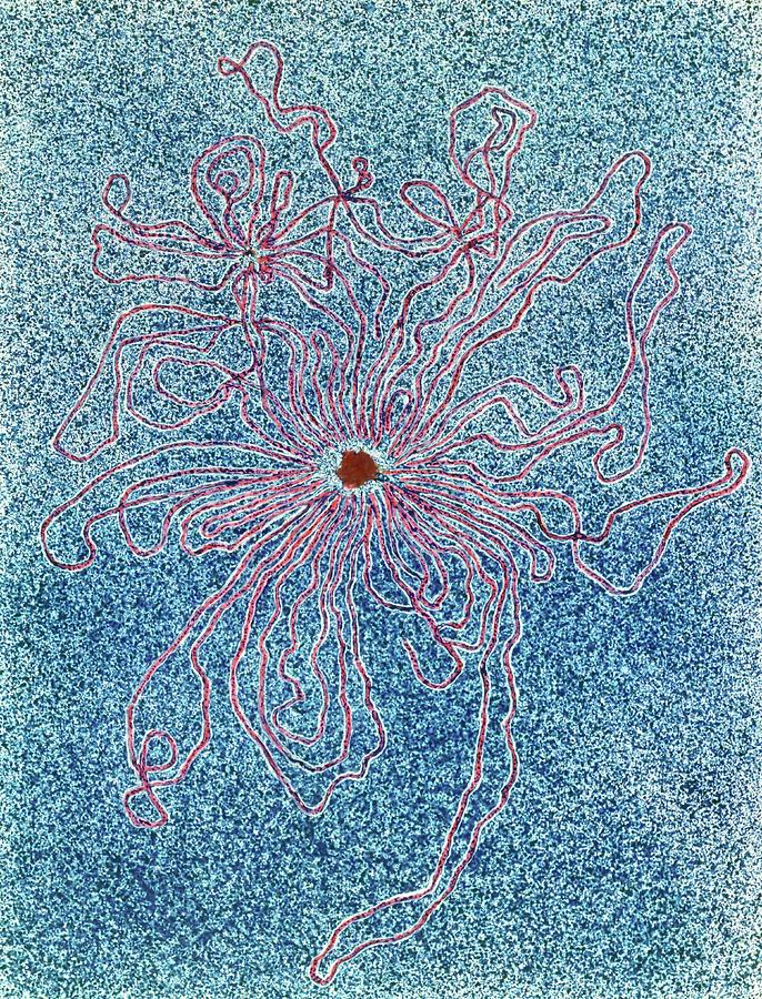 Coloured Tem Of The Dna Of A T4 Bacteriophage by Science Photo Library