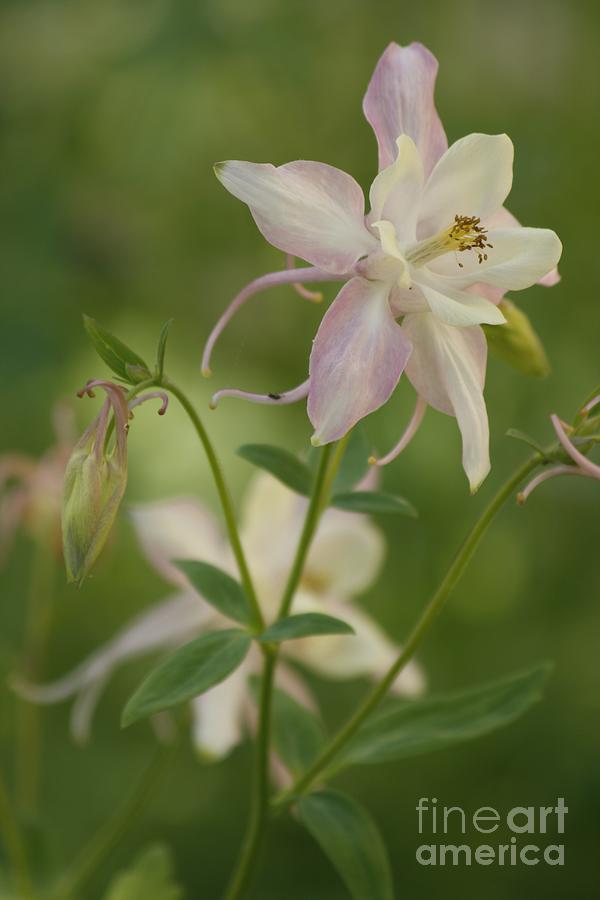 Columbine Dreams Photograph By Christina Gupfinger Fine Art America