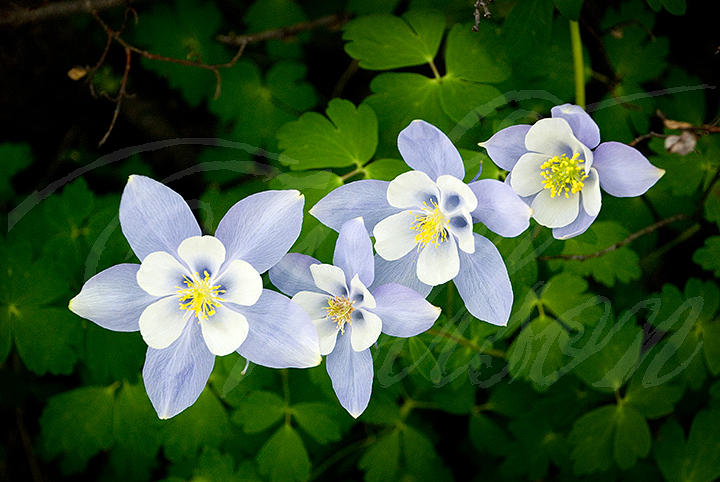 Columbine Photograph by Eric Willson - Fine Art America