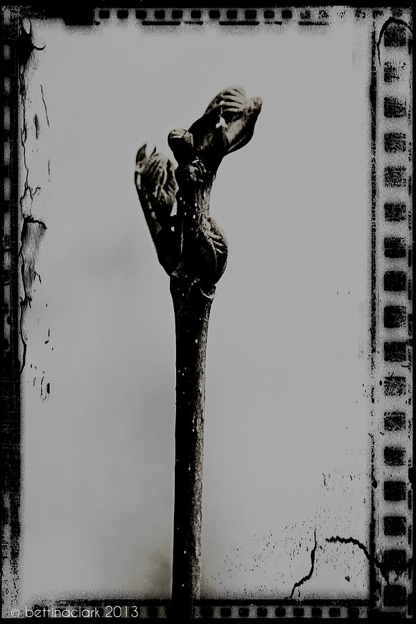 Coming Alive Digital Art by Bettina Clark - Fine Art America