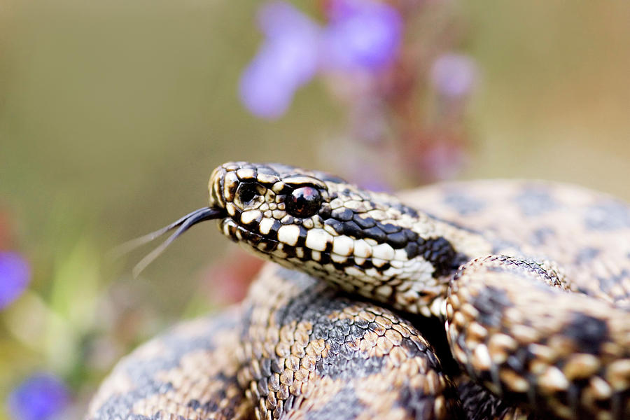 Common Adder Photograph by Science Photo Library - Pixels Merch