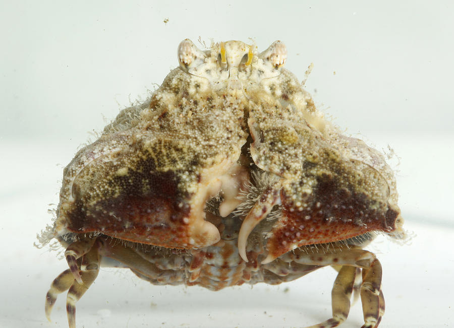 Common Box Crab Photograph by Brian Magnier - Fine Art America