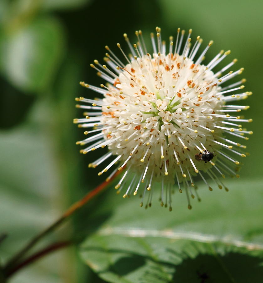 Common Buttonbush Photograph by David Rosenthal - Fine Art America
