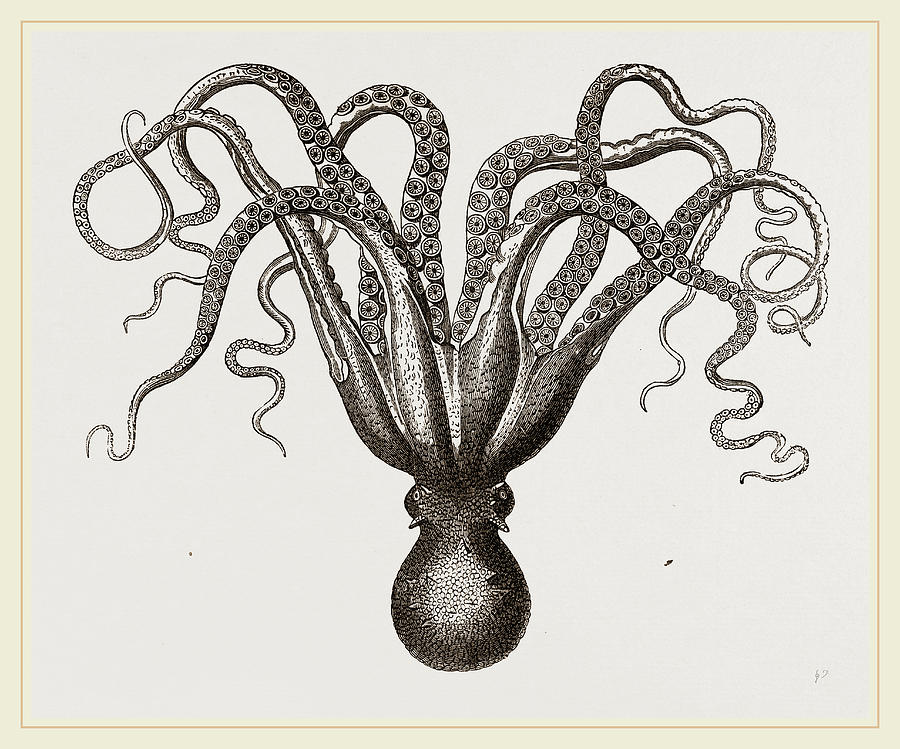 Common Cuttle-fish Drawing by Litz Collection - Fine Art America