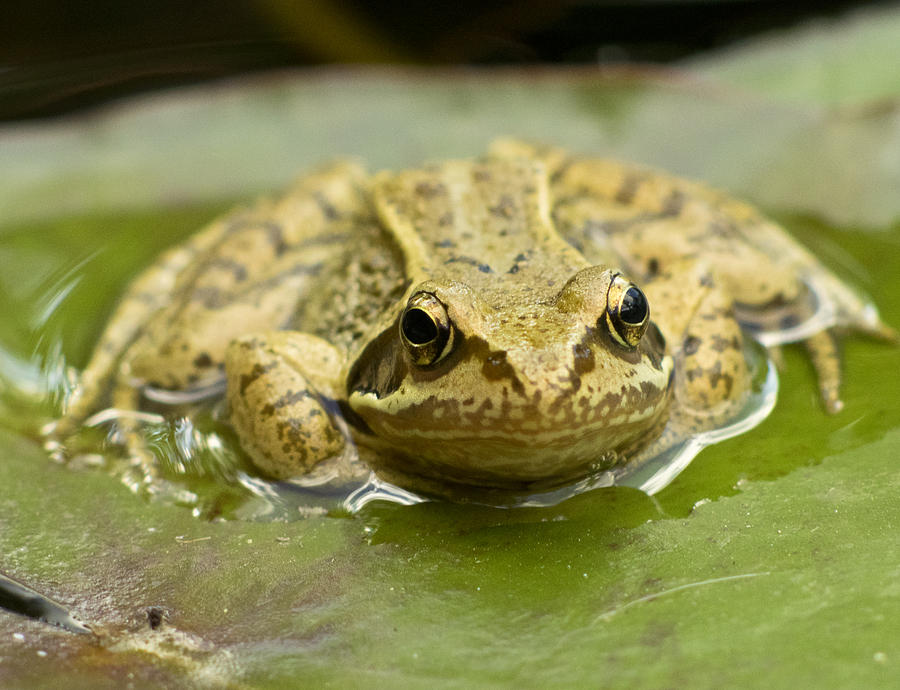 Common Frog Photograph by Rachel Down - Fine Art America
