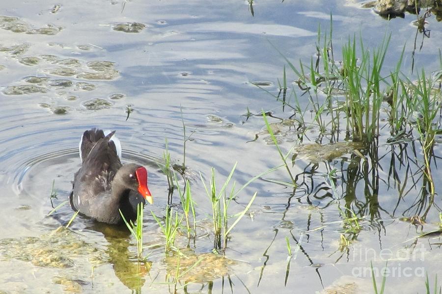 Common Gallinule Photograph by Daniel Diaz