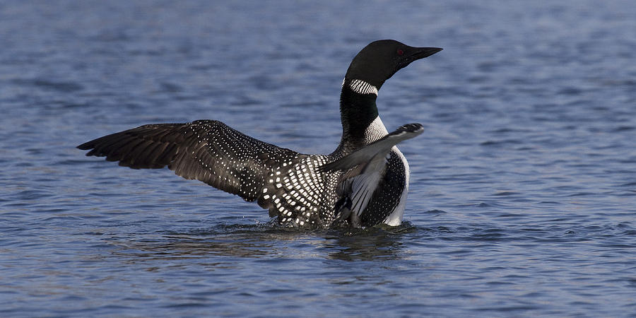 CommonLoon-0168 Photograph by Eric Mace - Fine Art America