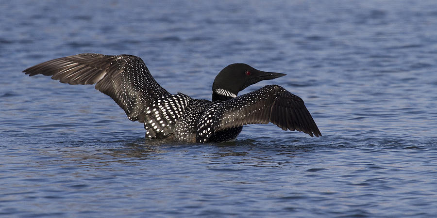 CommonLoon-0172 Photograph by Eric Mace - Fine Art America