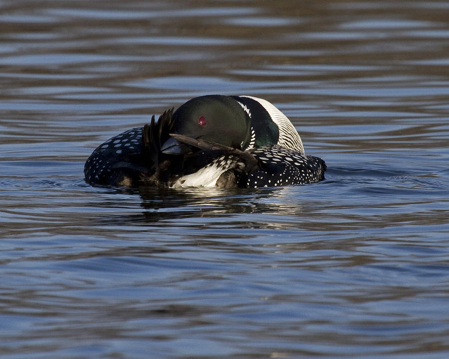 CommonLoon-0190 Photograph by Eric Mace - Pixels
