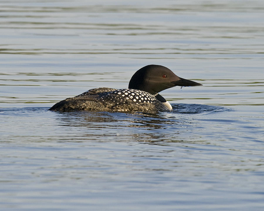 CommonLoon-0002 Photograph by Eric Mace - Fine Art America