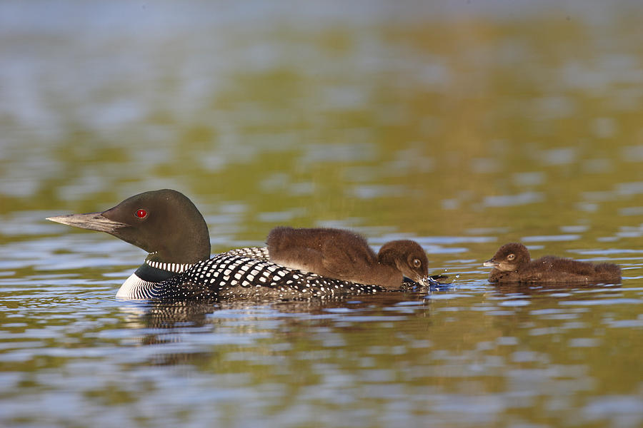 Common Loon and chicks Photograph by Mark Wallner