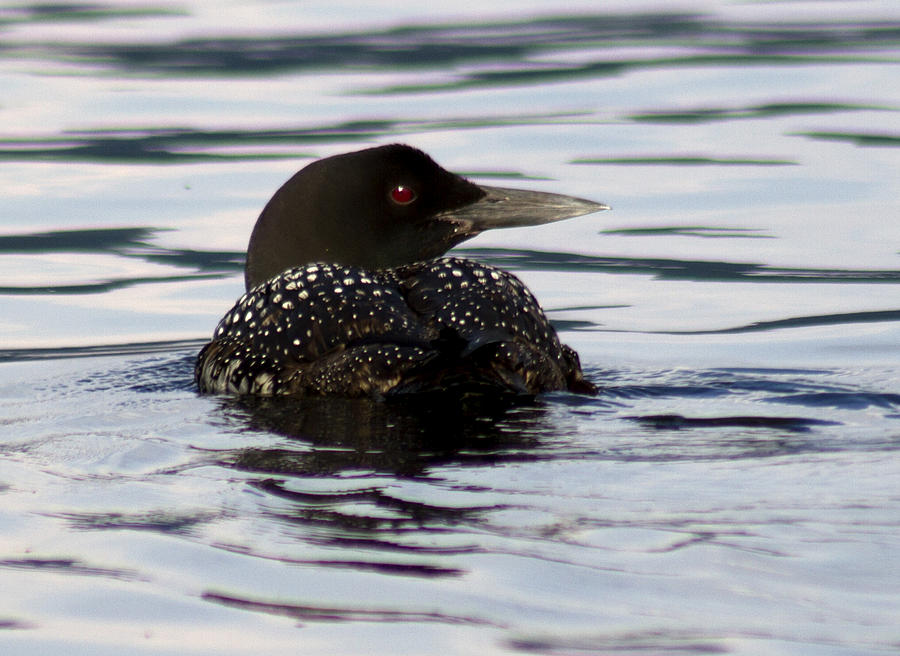Common Loon Fall Goodbye Photograph by Mike Eckersley