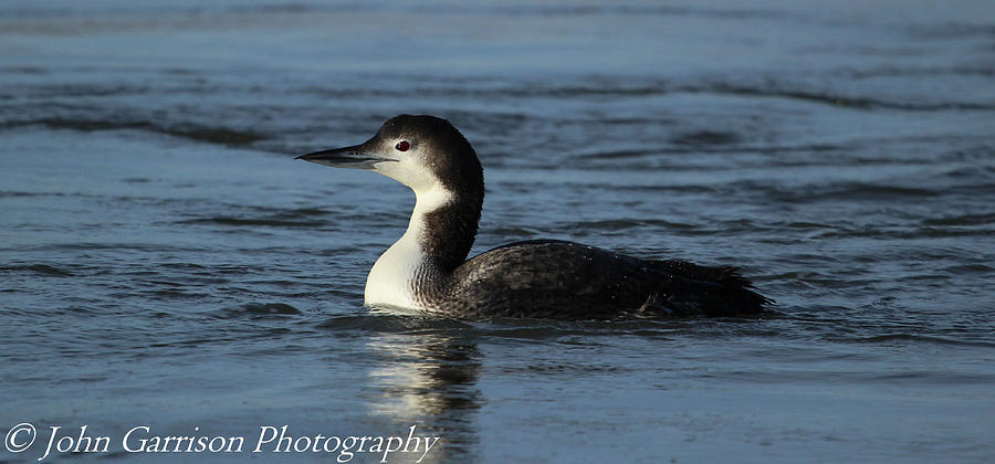 Common Loon Photograph by John Garrison | Fine Art America
