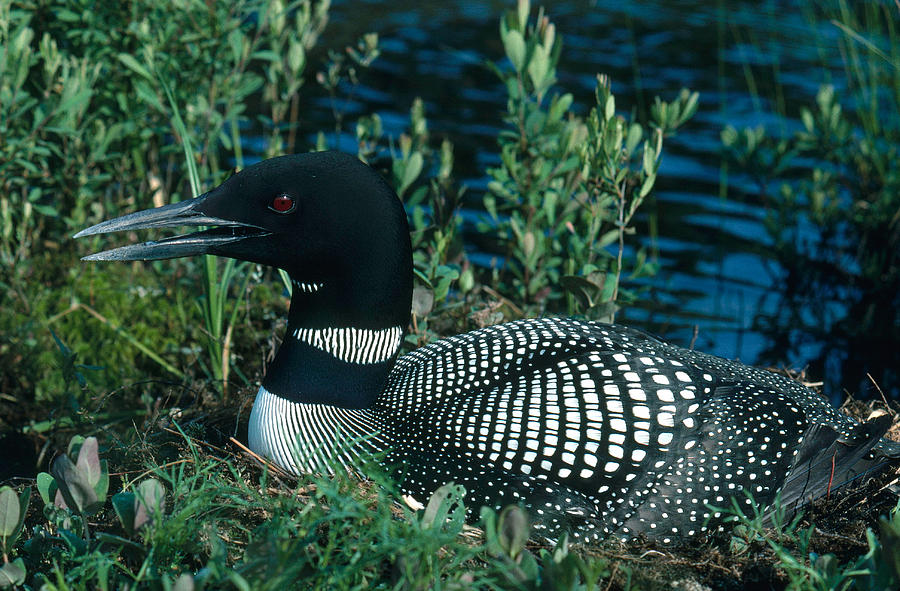 Common Loon Photograph by John Mitchell - Fine Art America