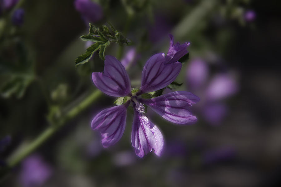 Common Mallow Photograph by Robert Dingwall - Pixels