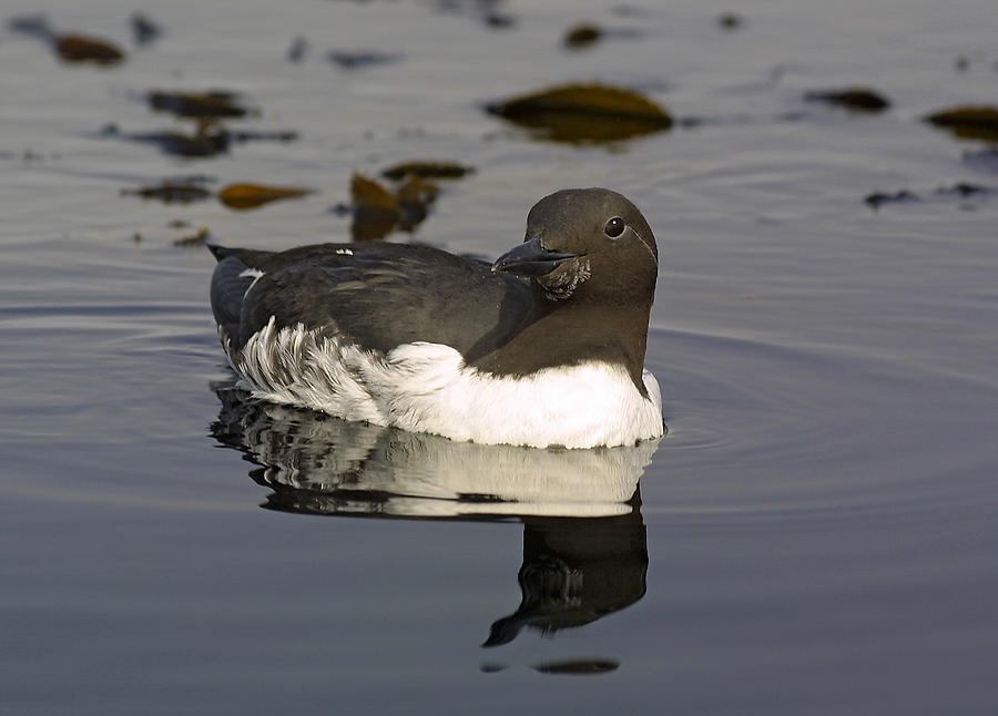 Common Murre Photograph by Richard Hansen - Fine Art America
