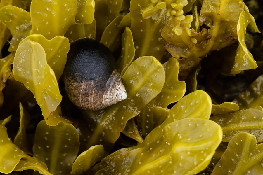 Common Periwinkle Photograph by Cindy Archbell - Fine Art America
